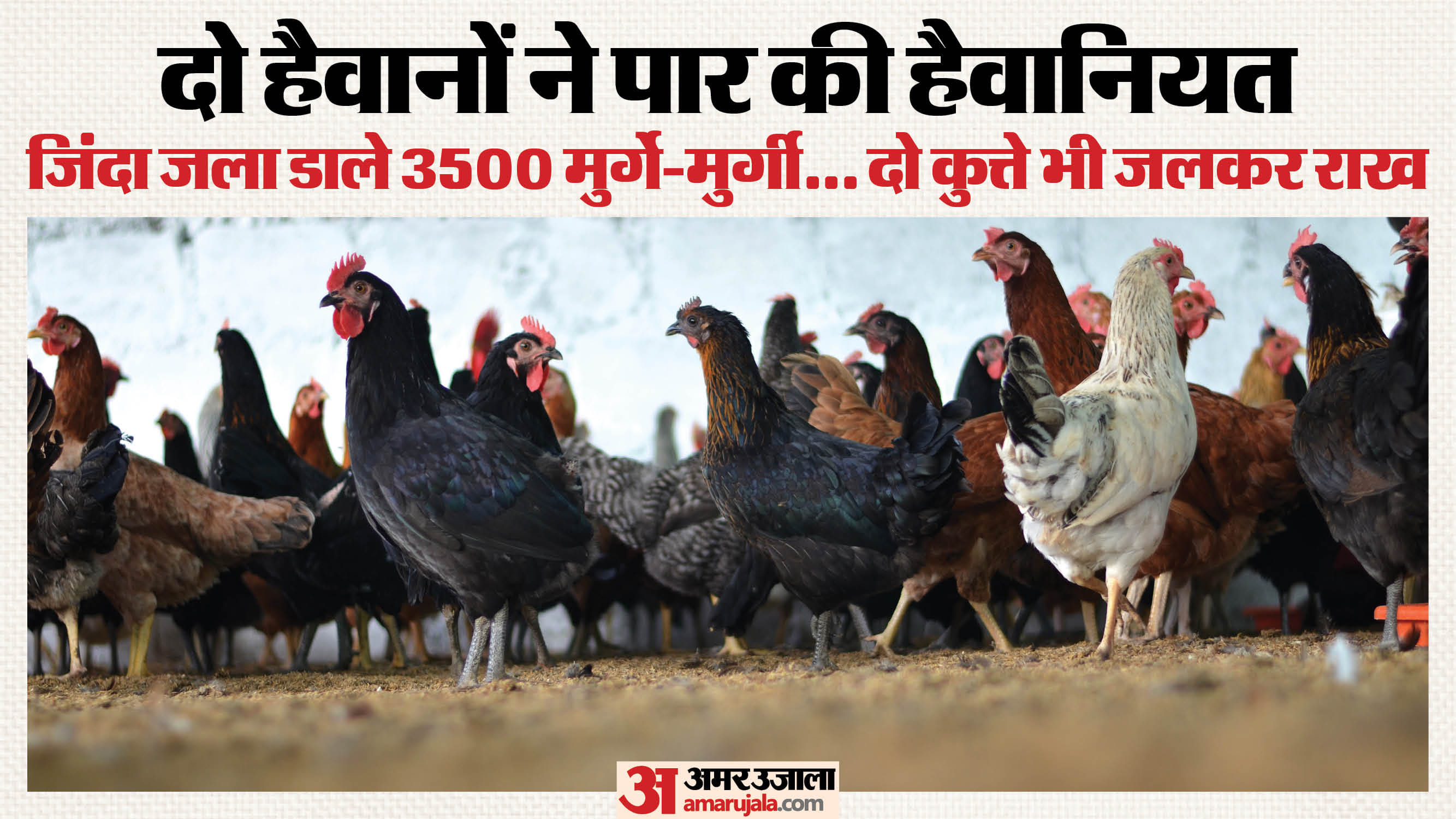 जल गए 3500 मुर्गे...700 अंडे और दो कुत्ते:दो लड़कों ने फार्म में लगाई ...