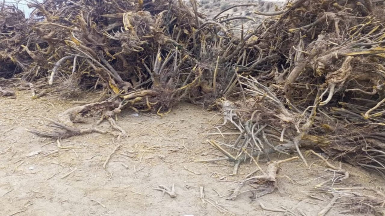 स्वास्थ्य:उत्तराखंड में हिमाचल की कशमल से बनेगी औषधि, इन रोगों के उपचार ...