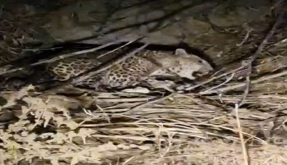 Almora News:जबड़े में शिकार दबाए दिखा तेंदुआ, लोगों में दहशत - A ...