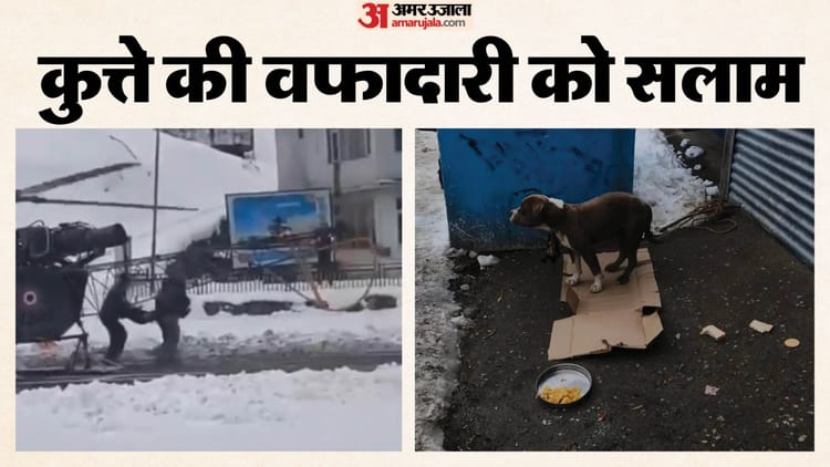 Dog Loyalty:भूखा-प्यासा, प्रचंड ठंड में मालिक के पास बैठा रहा कुत्ता ...