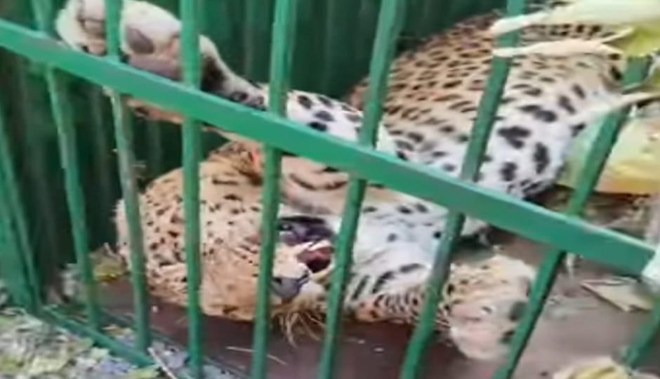 Nainital News:ओखलकांडा में पिंजरे में फंसा तेंदुआ, रानीबाग रेस्क्यू ...