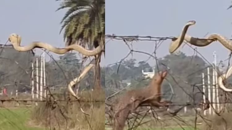 Viral Video:नेवले से जान बचाने के लिए कटीले तार पर चढ़ गया कोबरा, फिर ...