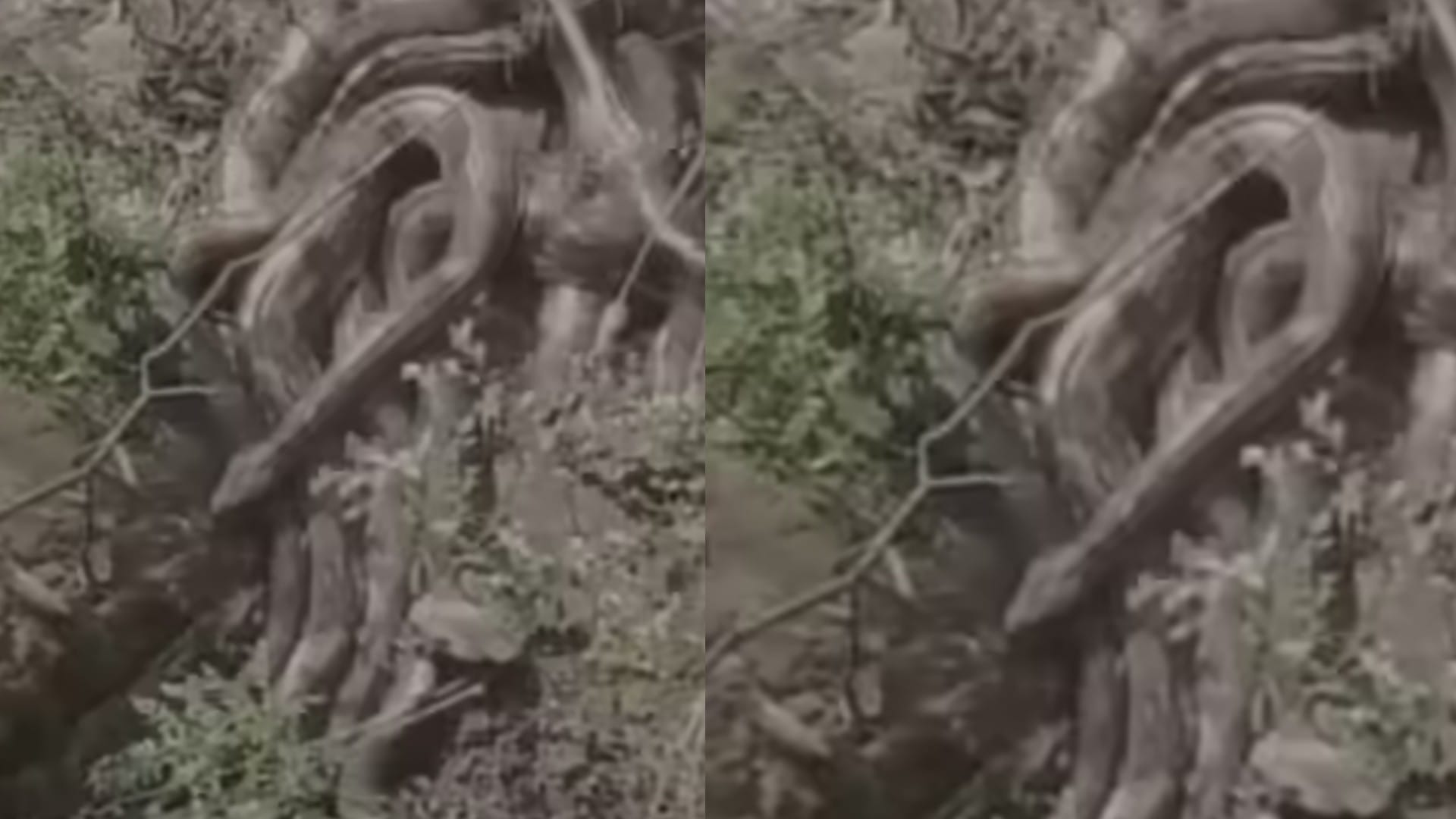 Viral:लोगों ने पेड़ की जड़ समझकर फेंका पत्थर, फिर एक साथ दिखे इतने अजगर ...