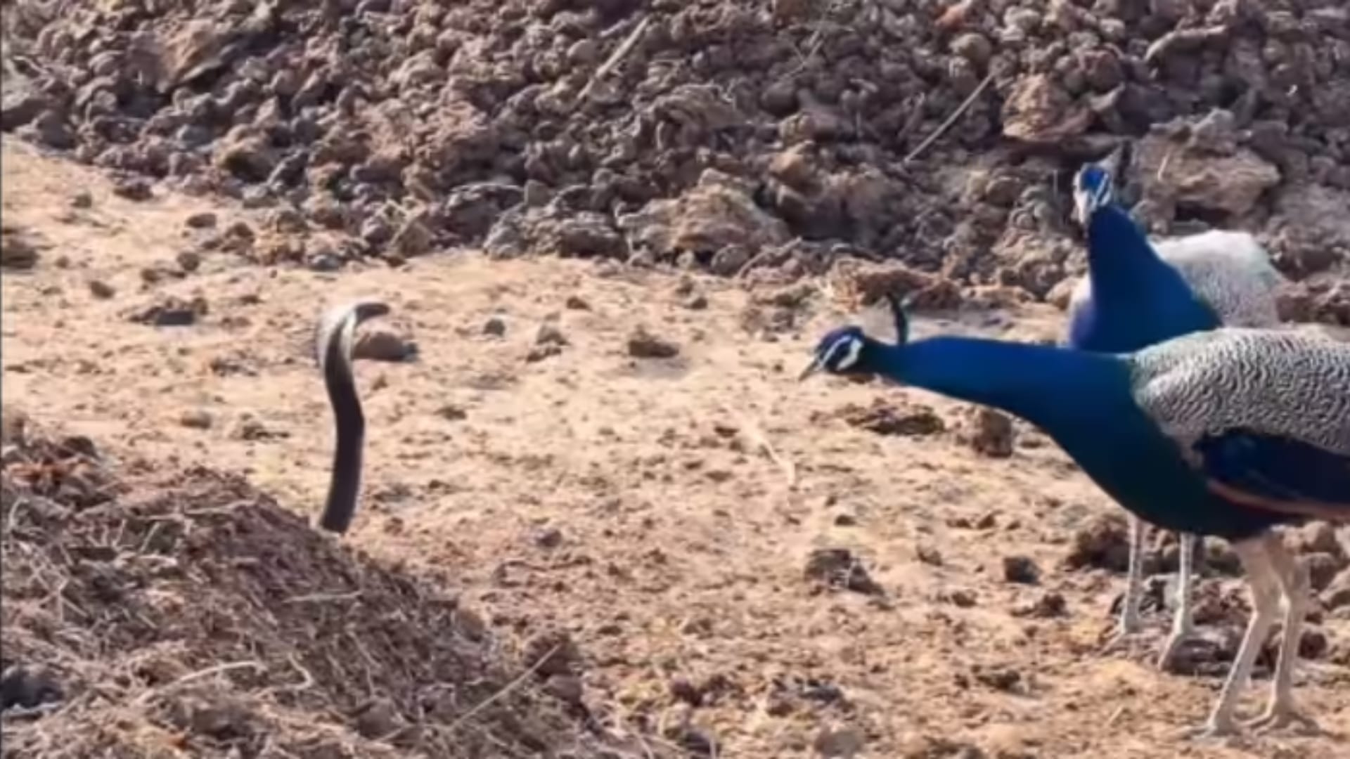 Cobra Vs Peacock:फन फैलाए बैठा था जहरीला कोबरा, तभी सामने गए मोर और ...
