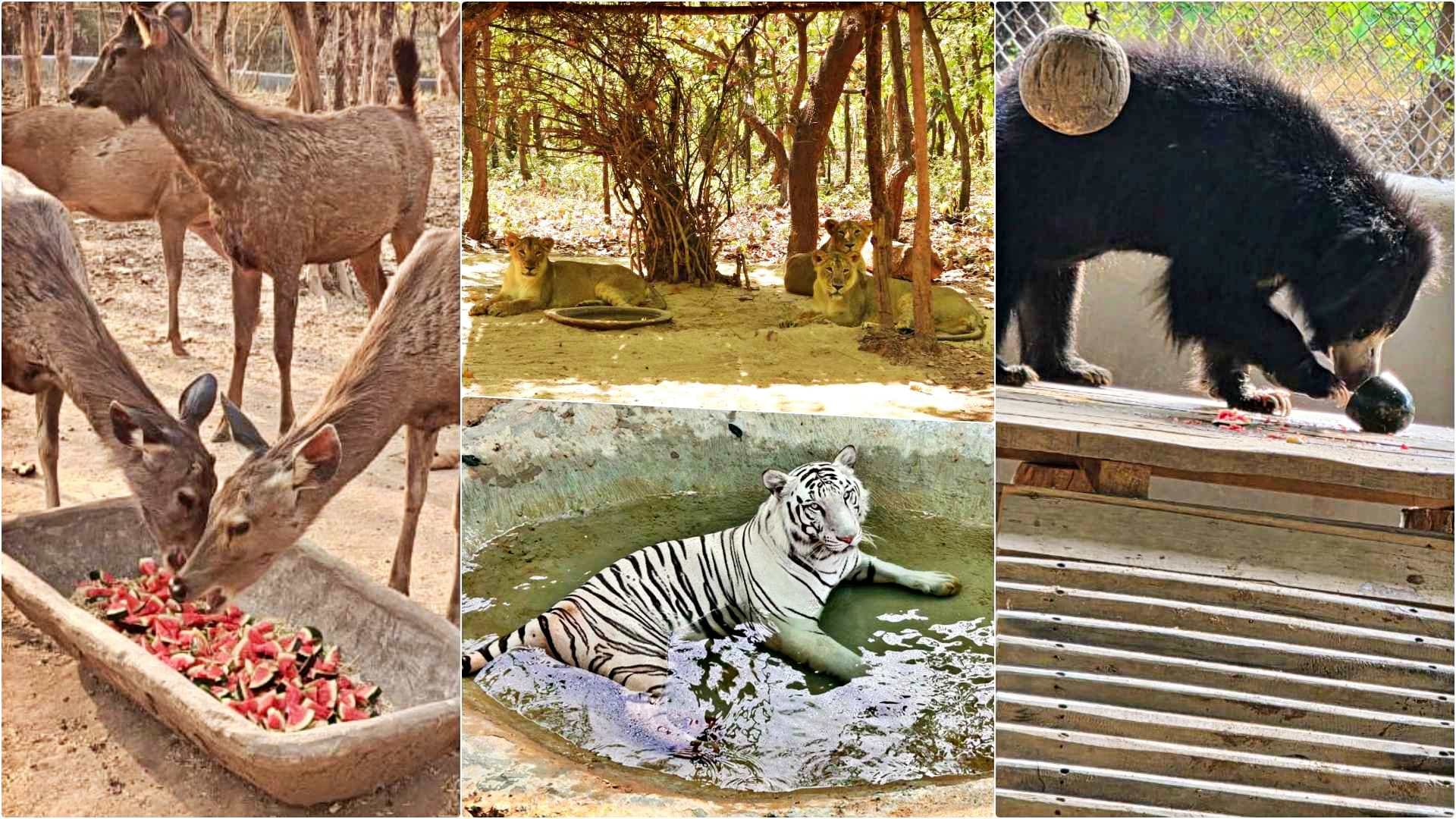 Rajgir Zoo Safari Gripped By Severe Heatwave; Robust Measures ...