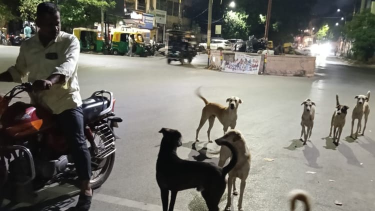 Dog Attack:एक महीने में 3000 लोगों को काट रहे कुत्ते, इनसे डरकर भागने ...