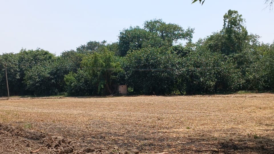 पंजाब का सबसे विशाल पेड़:300 साल पुराना है, आठ एकड़ में फैला; जहां ...
