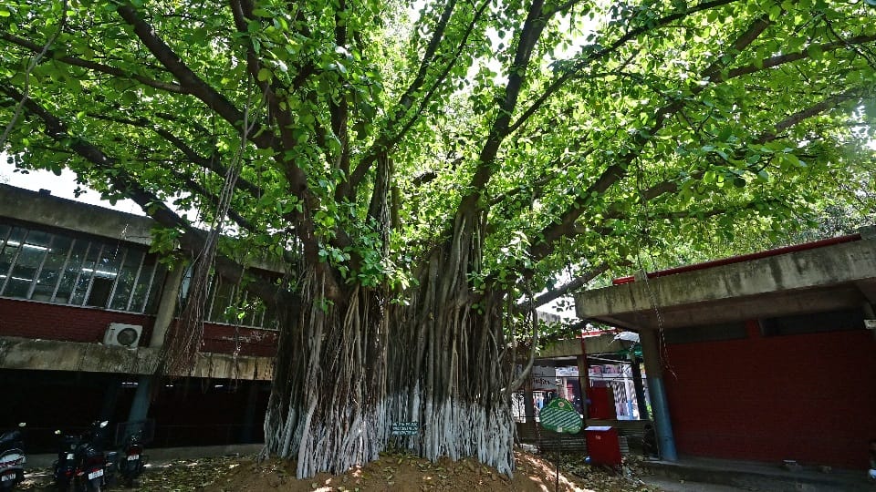 हमारी हेरिटेज:चंडीगढि़यों की उम्र लंबी कर रहे 300 साल से खड़े बरगद के ...