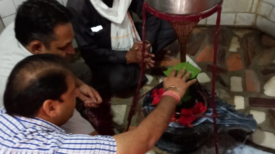 पंजाब का सबसे विशाल पेड़:300 साल पुराना है, आठ एकड़ में फैला; जहां ...