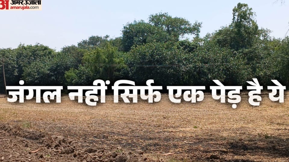 पंजाब का सबसे विशाल पेड़:300 साल पुराना है, आठ एकड़ में फैला; जहां ...