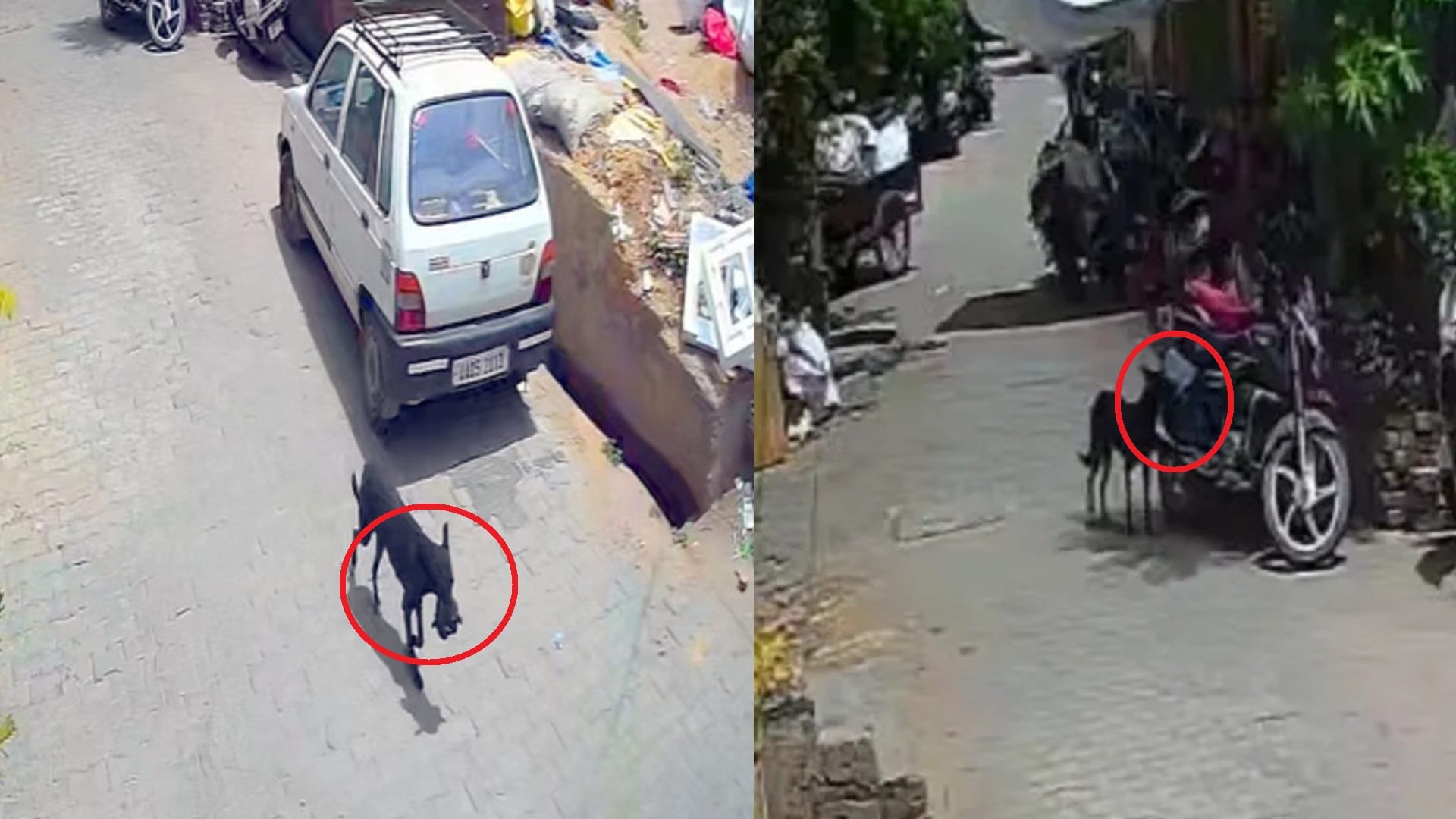 Viral:नोटों से भरा बैग चुरा ले गया कुत्ता, एक लाख की चोरी का वीडियो हुआ ...
