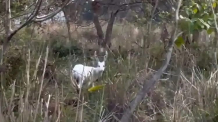 Viral Deer:गुलाबी आंखें और रंग सफेद, काजीरंगा में दिखा दुर्लभ हिरण, असम ...
