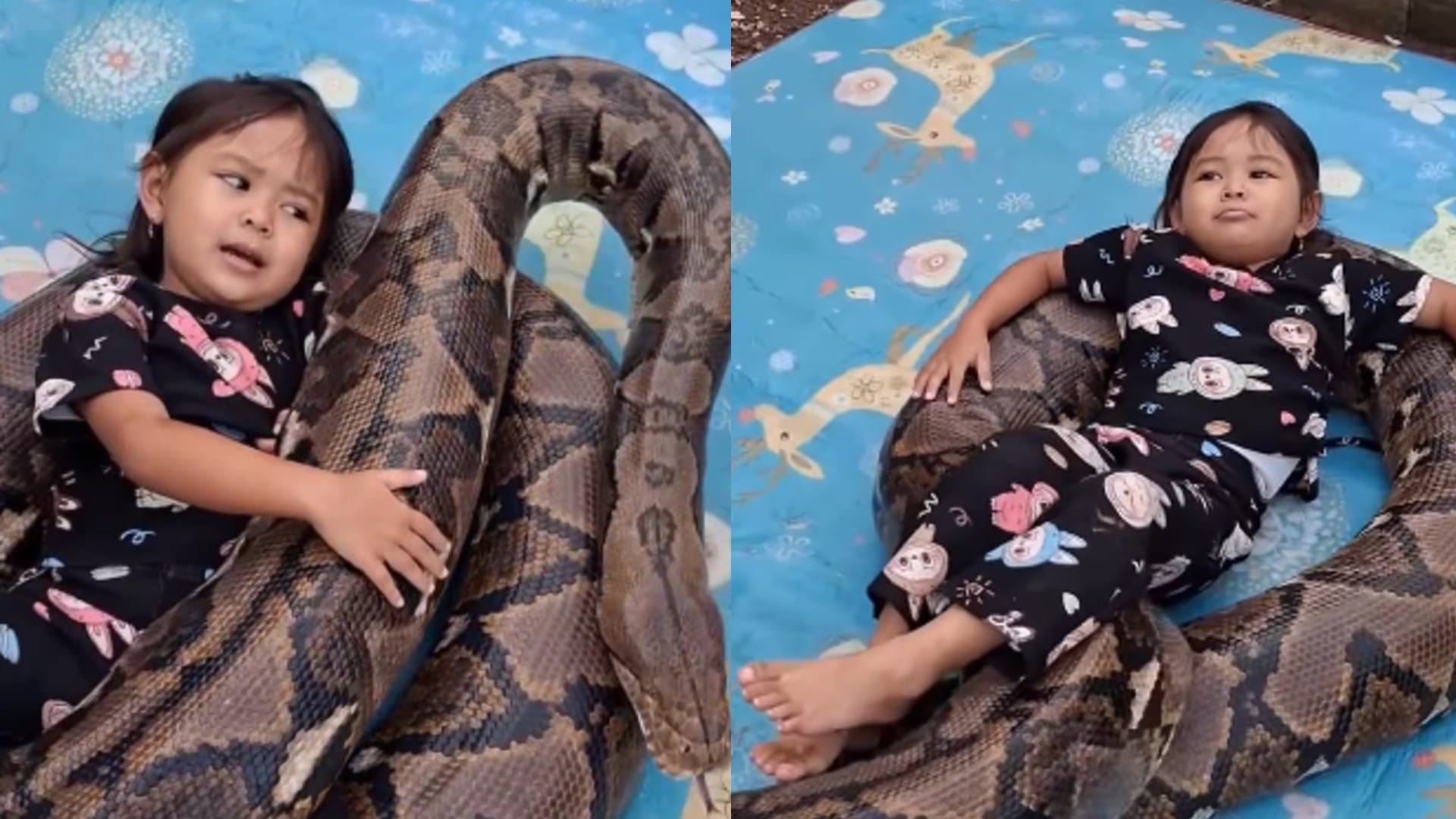 Viral Video:खिलौना समझकर अजगर पर लेटी रही बच्ची, मां-बाप बनाते रहे ...