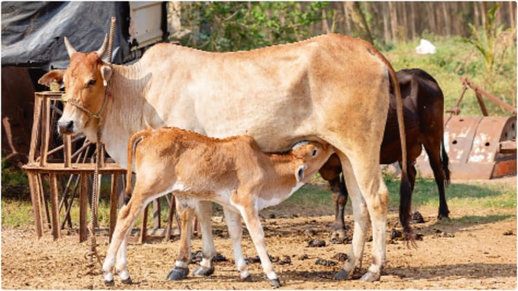 गोरक्षा और कुछ जरूरी सवाल:धर्म और सियासत से आगे गोवंश आधारित ...