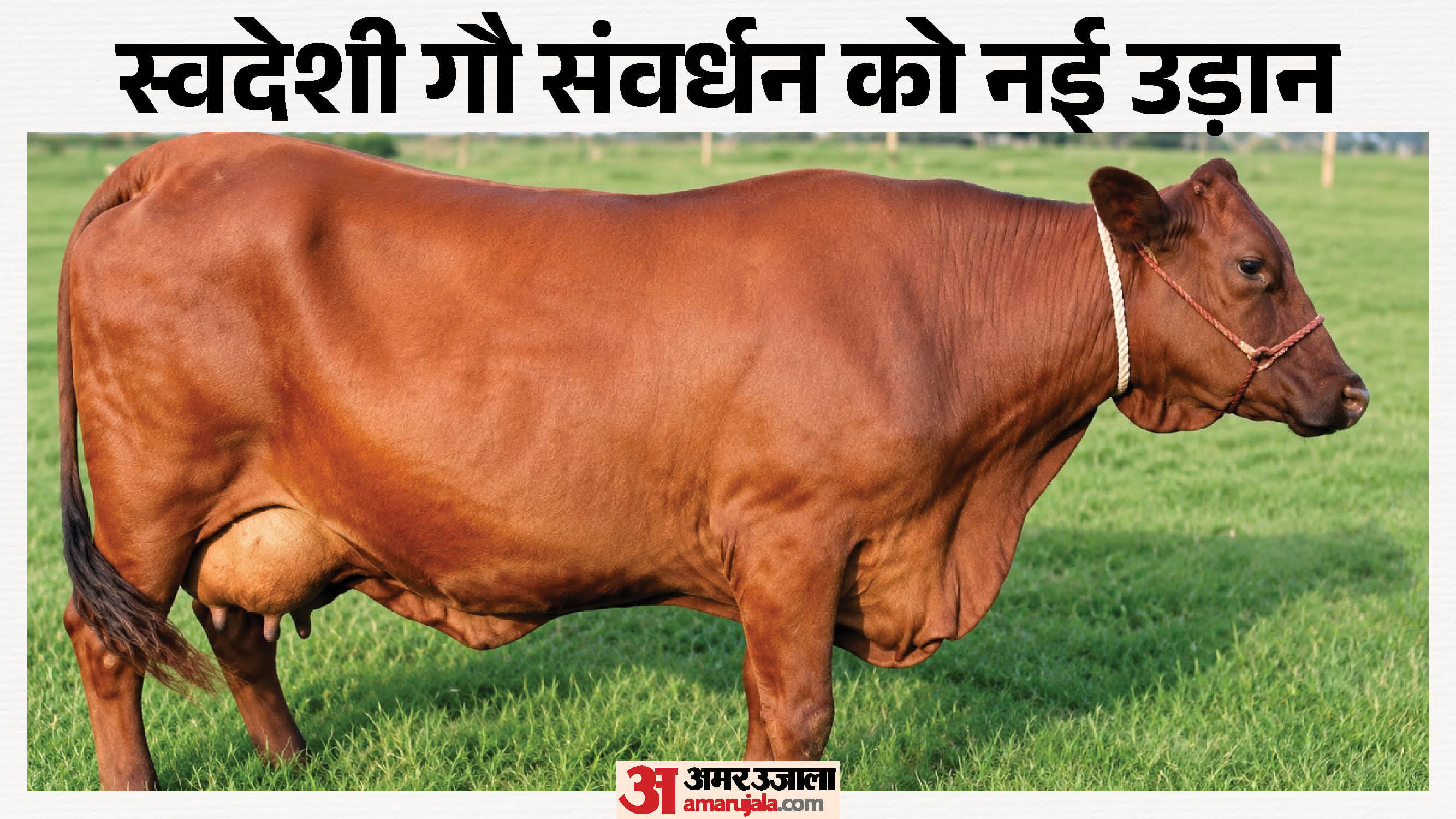Up:सरकार ने वृंदावनी-फ्रिजवल को दी स्वदेशी योजना में एंट्री, ये गाय रोज ...