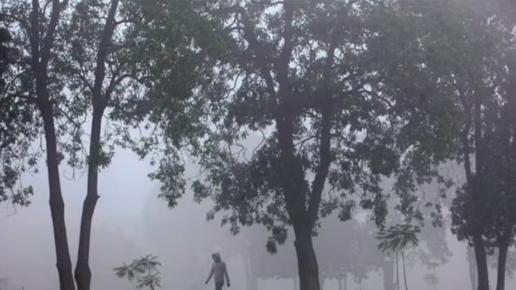 दूसरा पहलू:क्या पेड़ वाकई शहरों की गर्मी कम करते हैं - Do Trees Really ...