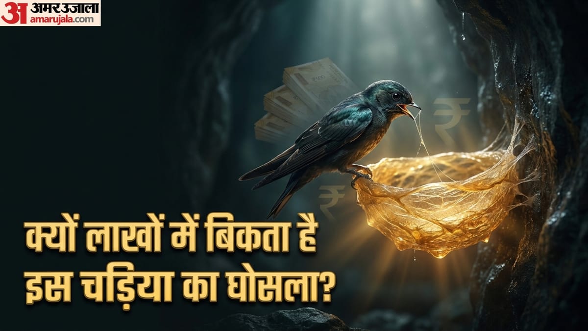 Viral Bird Nest:हीरे से भी महंगा बिकता है इस चिड़िया का घोसला, खरीदने ...