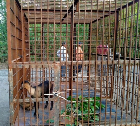 Gonda News:मनकापुर आईटीआई में मादा तेंदुआ ने शावकों संग बनाया ठिकाना ...