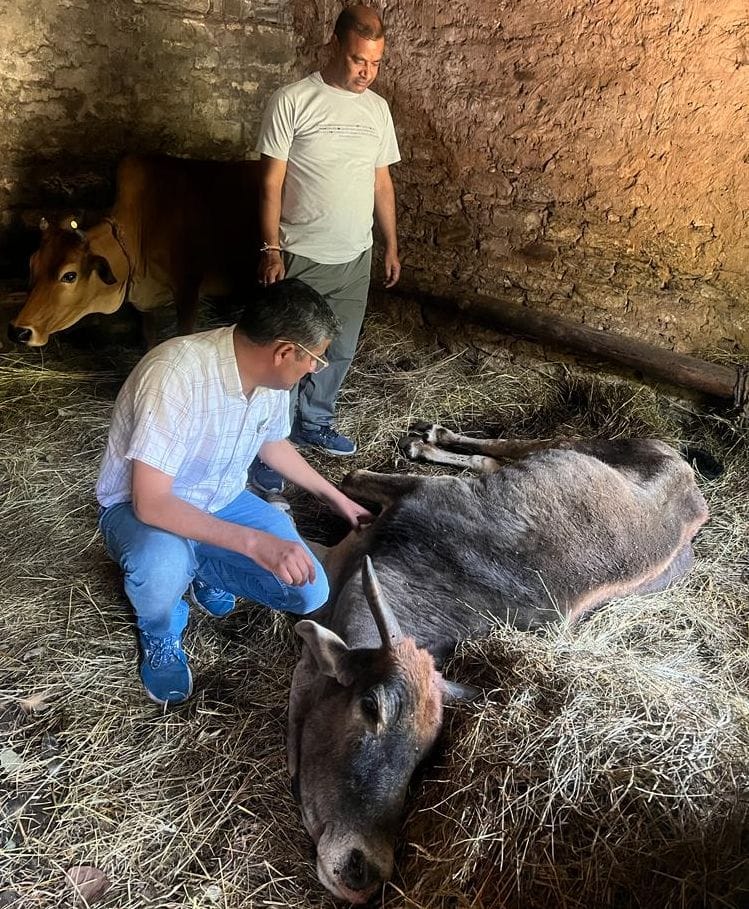 Lumpy Virus: 55 Animals Tested In Eight Villages - Bageshwar News ...