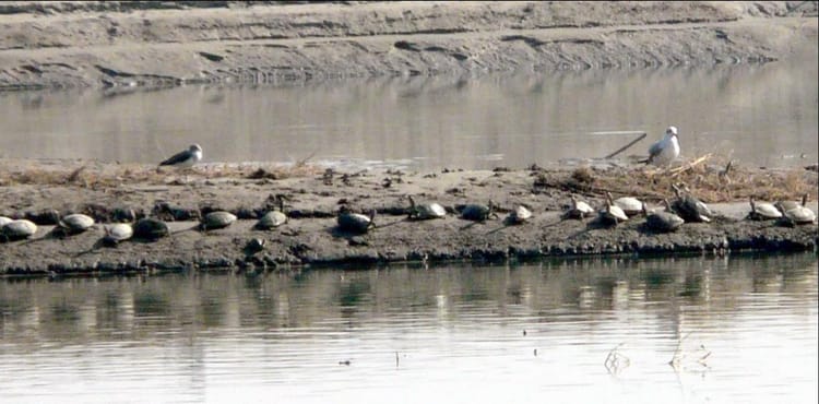 Turtle System In Crisis, Mantra Of Heavy Smuggling On Conservation ...