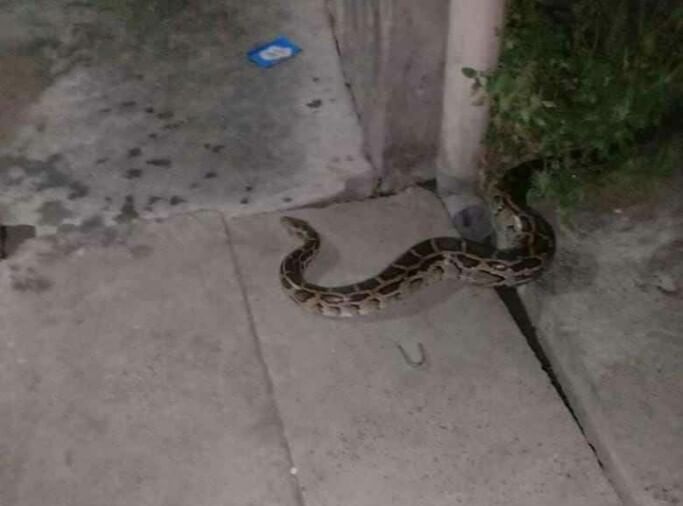 Ajagar Caught - Kushinagar News - Kushinagar News:अजगर को पकड़कर ले गई ...