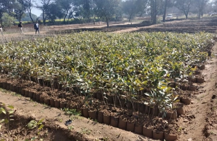 Forest Department Will Plant Vat And Peepal Plants In All Shivdham ...