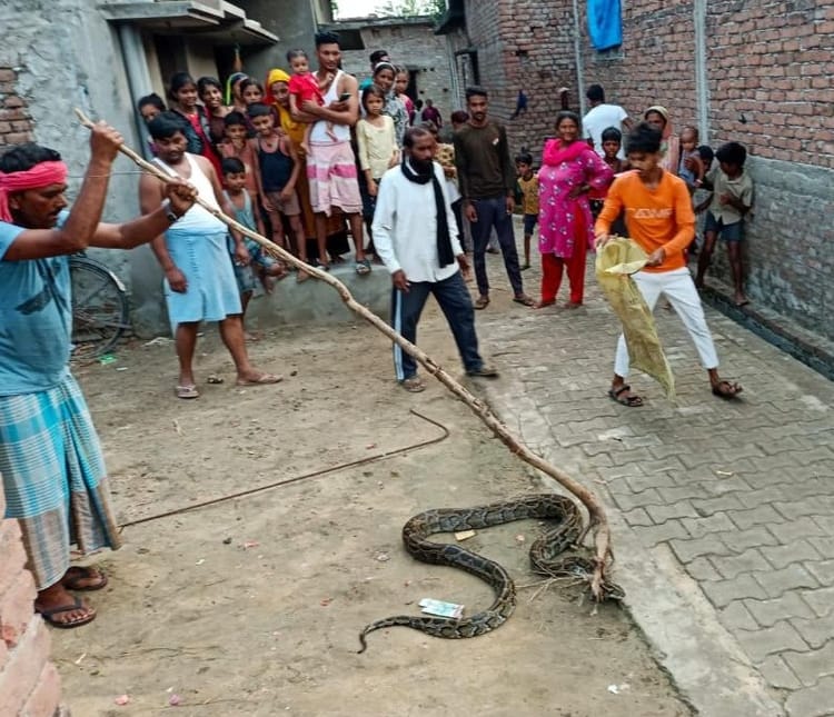 The Python Swallowed The Hen Eating Grain At The Door - Maharajganj ...