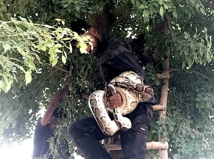 Caught A 15-foot Python After Two Hours Of Effort - Ghaziabad News ...