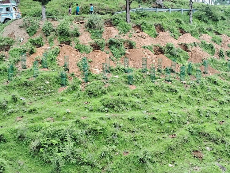95 Percent Plants Are Safe In Almora - Almora News - Almora News ...