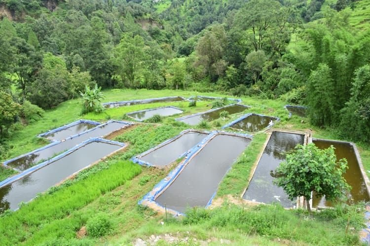 Now Ponds Will Be Given For 10 Years For Fish Production Uttarakhand ...