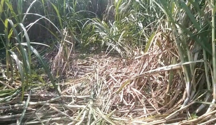 Pilibhit News:हाथियों ने पिपरा मुजप्ता में मचाया उत्पात, गन्ने की फसल ...