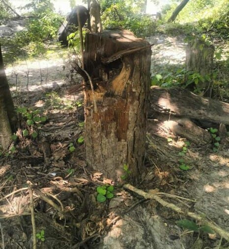 Champawat News:नो मैंसलैंड से लगे भारतीय जंगल से नेपालियों ने काट डाले ...