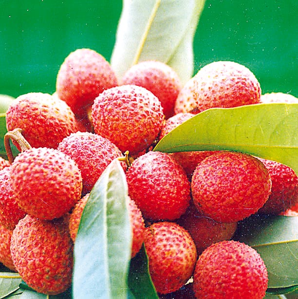 Litchi Of Ramnagar Got Gi Tag - Nainital News - Ramnagar Litchi:रामनगर ...
