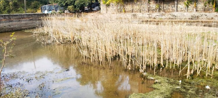 Ancient Pond Is Becoming A Victim Of Neglect In Parwanoo - Shimla News ...