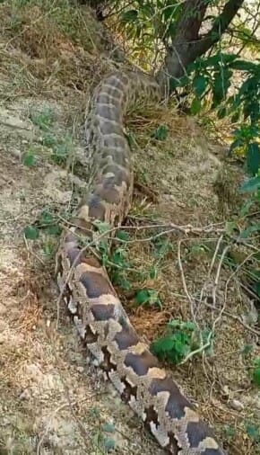 Giant Python Seen In Amrit Sarovar, Forest Department Caught It ...