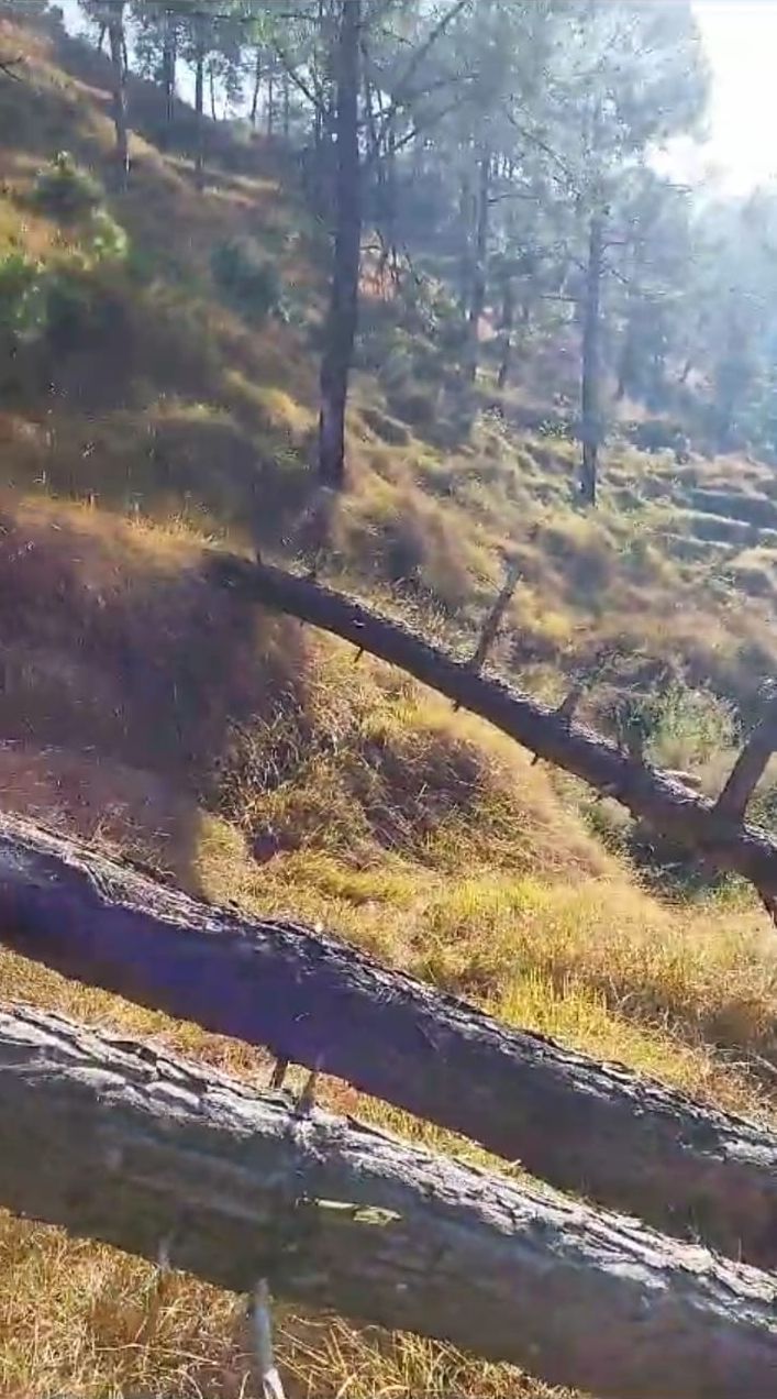 Unknown People Cut 22 Trees On Naap Land - Almora News - Almora News:नाप भूमि पर अज्ञात लोगों ने ...