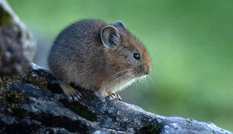Rare Himalayan Pika On The Verge Of Extinction - Pithoragarh News ...