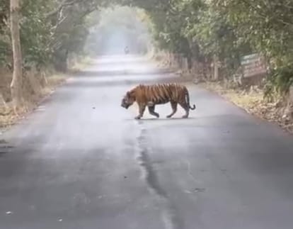 Tiger Came In Front Of Jungle Safari Vehicles On Khatima Road ...