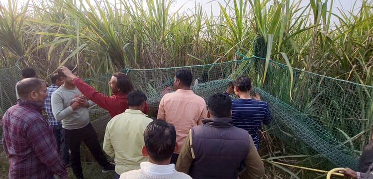 Guldar Seen In The Field, Cage Installed - Bijnor News - Bijnor News ...