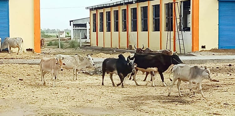 Basic Education Website Is Telling How To Raise Cows In Bihar, Apart ...