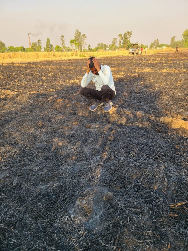 Three Acres Of Wheat Crop Ashes - Pilibhit News - Pilibhit News:गेहूं ...