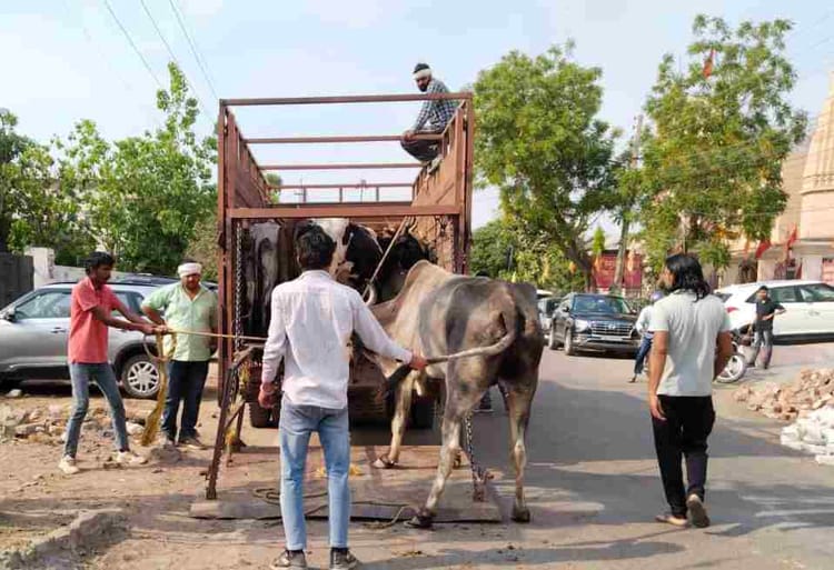 In Two Years, 12 And A Half Thousand Animals Caught From The City Were ...