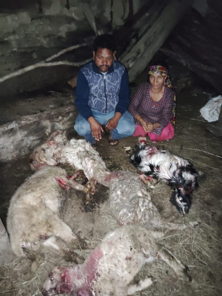 Stray Dogs Killed Five Sheep And Goats In The Cowshed. - Chamba News ...