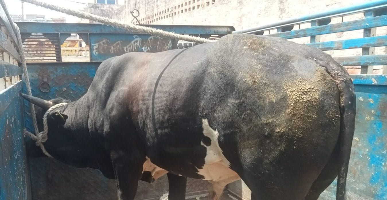 The Bull That Attacked People Was Caught Unconscious - Hapur News ...