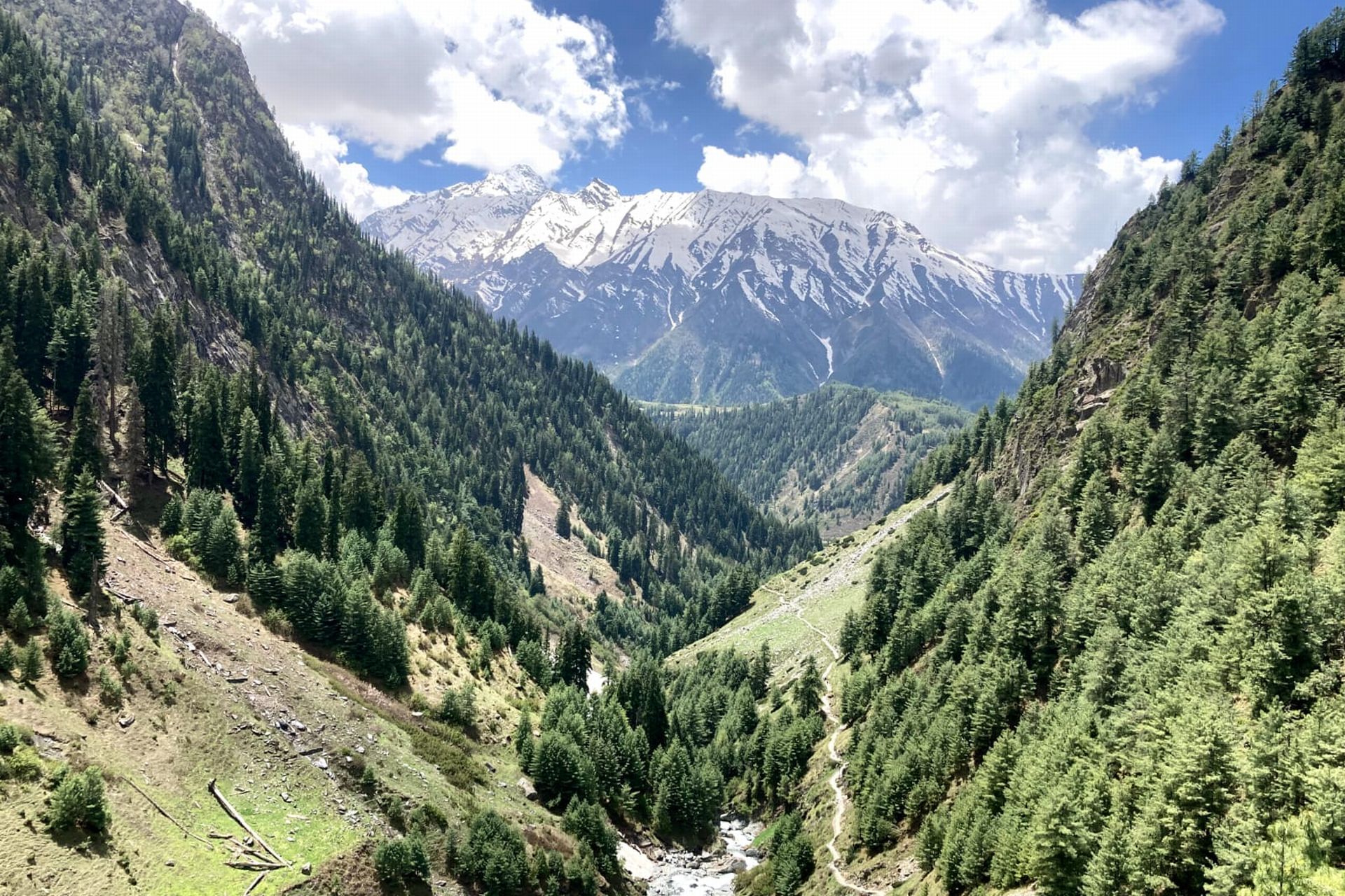 Survey Of Snow Leopard, Brown Bear And Musk Deer Will Be Done In Kugti ...