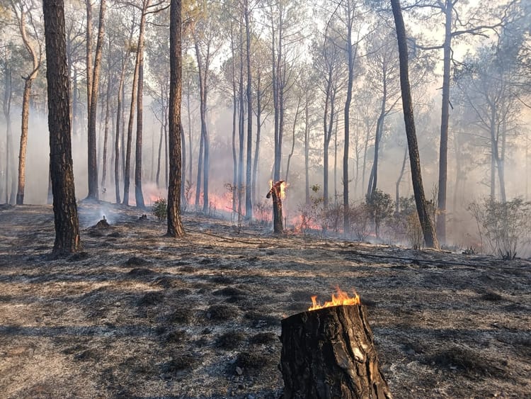 Fire Watchers Deployed On The Basis Of Area, Forests Burning, Loss ...