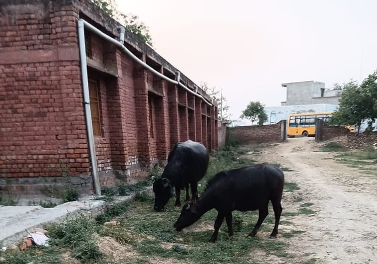 Animals Being Grazed In The Courtyard Of Government School, Villagers ...