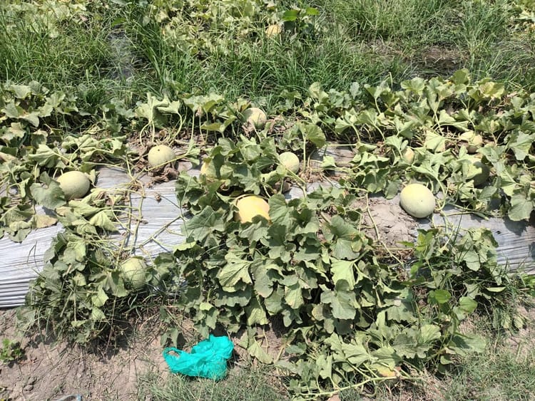Profitable Cultivation For Taiwanese Cantaloupe And Watermelon Farmers ...