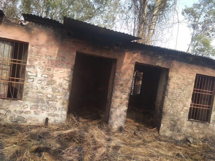Burnt In Fire In Behari Panchayat Animal Shelter, Animals Could Hardly ...