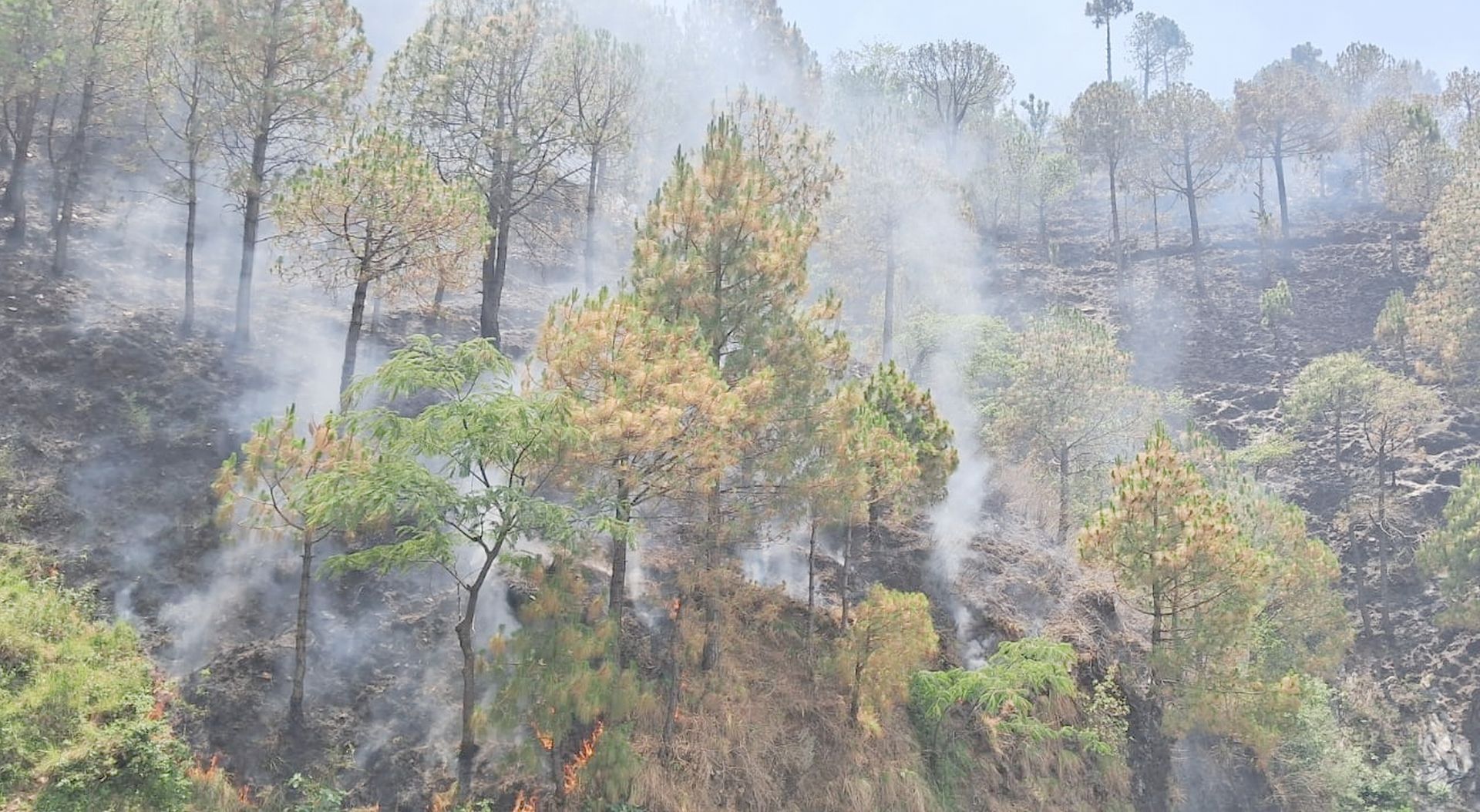 Half A Dozen Forests Of Chamba Forest Division Kept Burning All Night ...